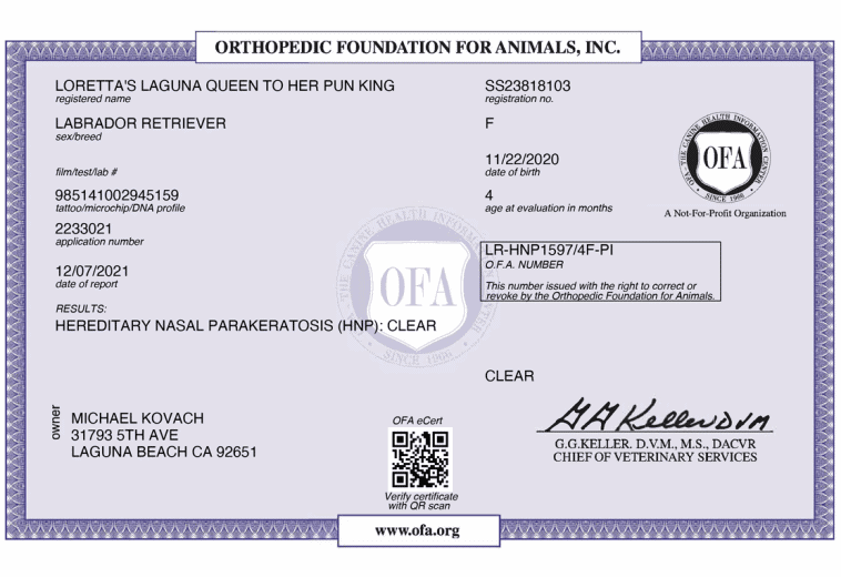 Health Testing Labrador Retrievers - Laguna Labradors - Orange County ...