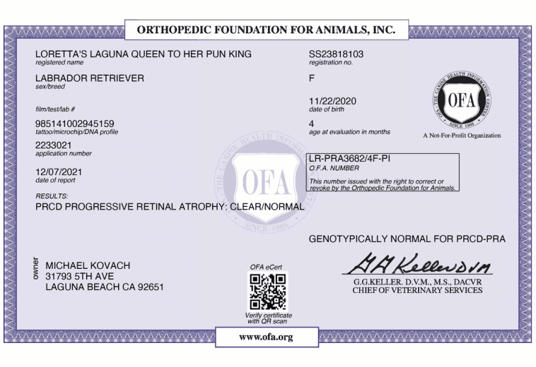 Health Testing Labrador Retrievers - Laguna Labradors - Orange County ...