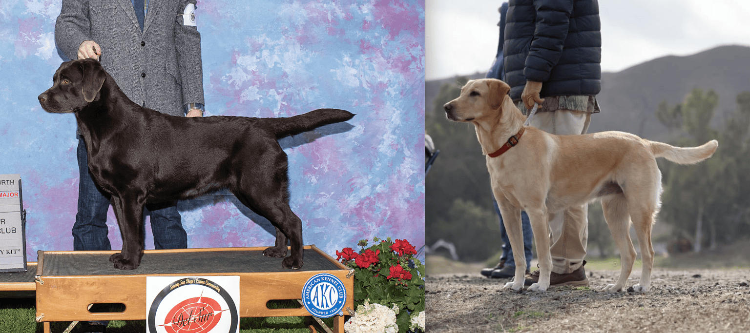 English vs American Labrador – Laguna Labradors – Orange County English ...