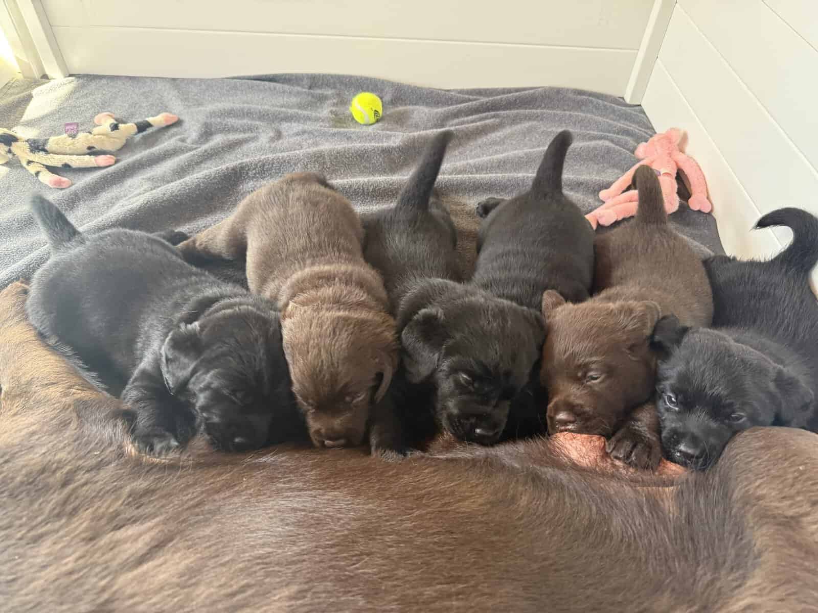 Dog Whelping Calculator - 63 Calendar Days From Ovulation