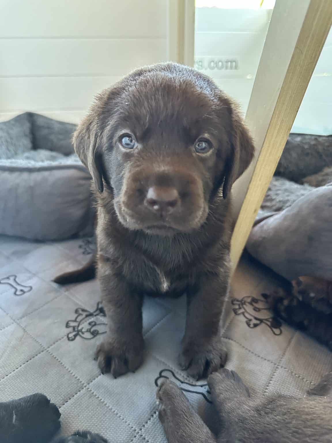Labrador White Spots - Can labs have a white chest or paw?