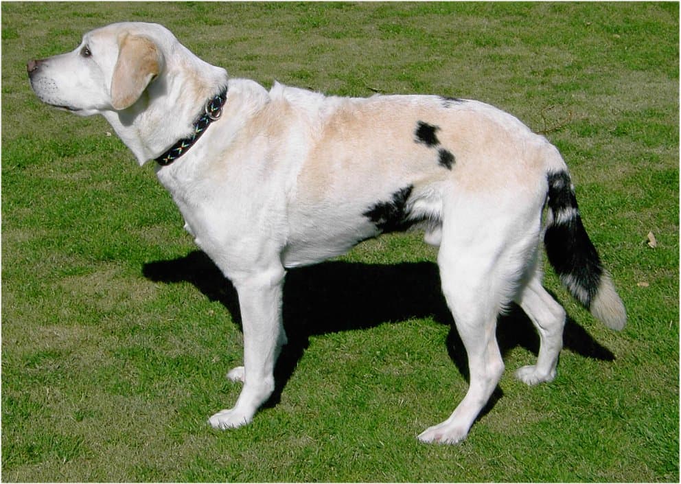 Labrador Mismarks - What markings are allowed on a Labrador?