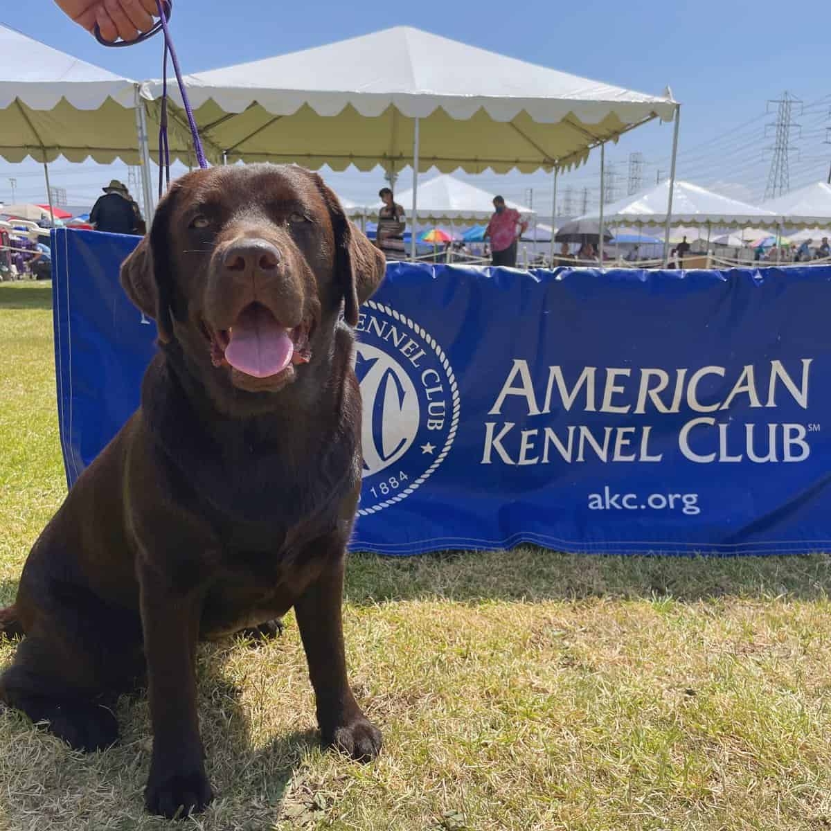 Top Labrador Breeder California - English Show Quality Labs