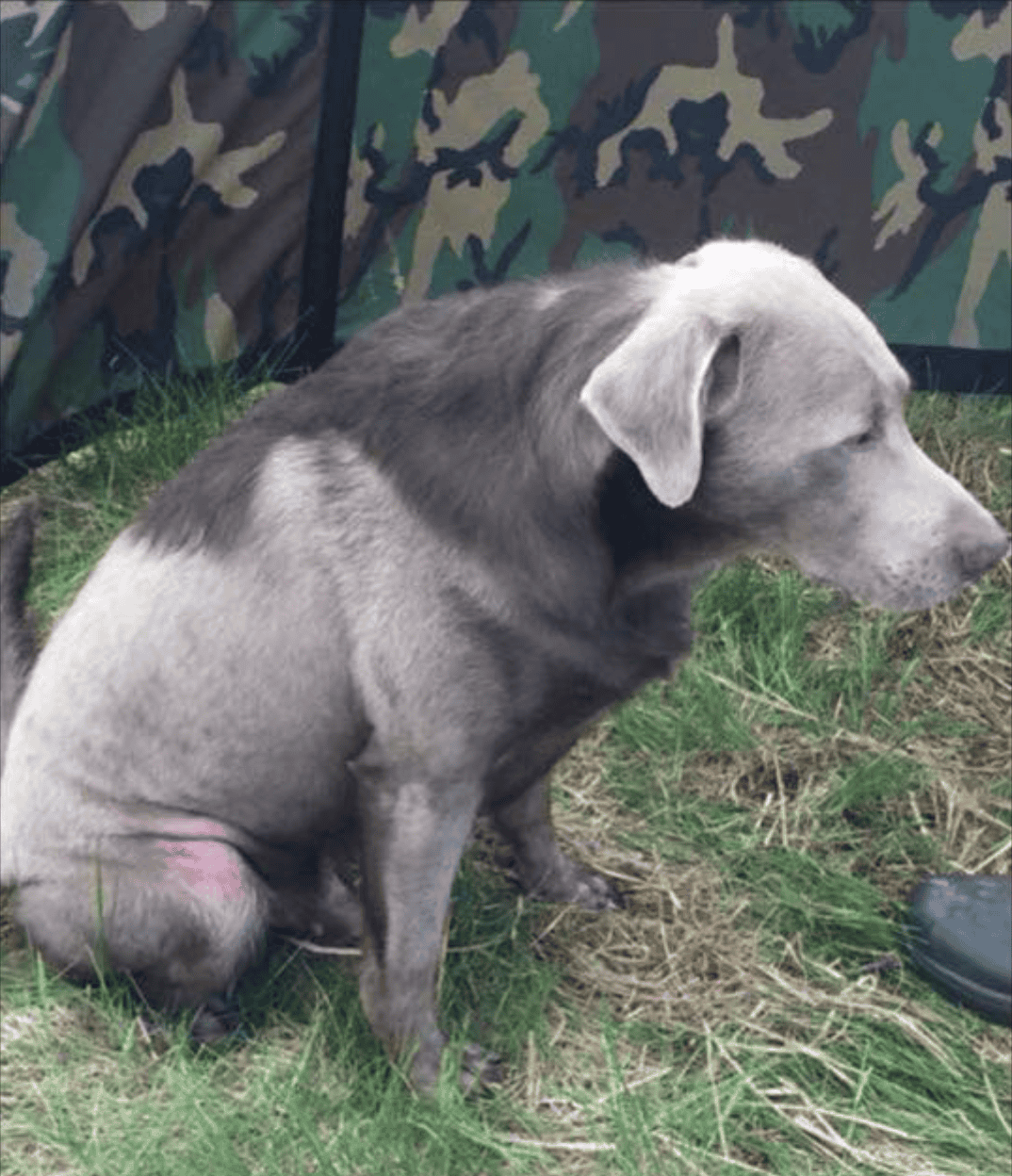 Labrador Coat Colors - Approved and Undesirable Coat Colors