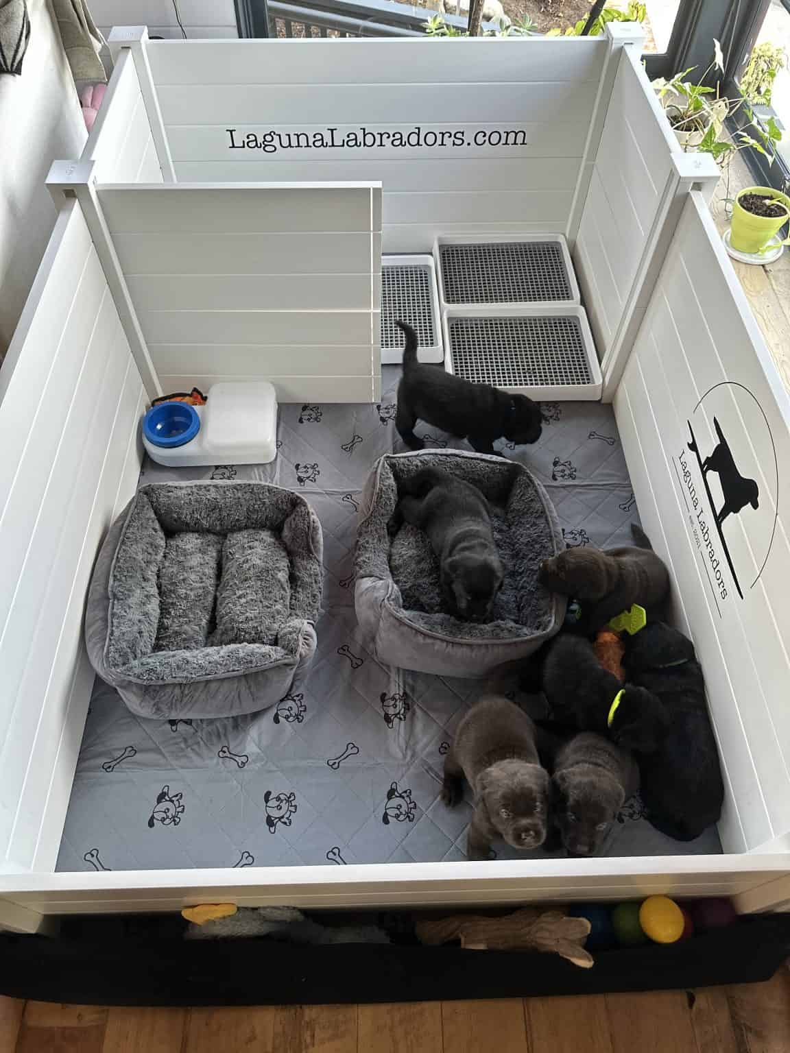 Make a Costco Garden Bed into a Whelping Box – Laguna Labradors ...