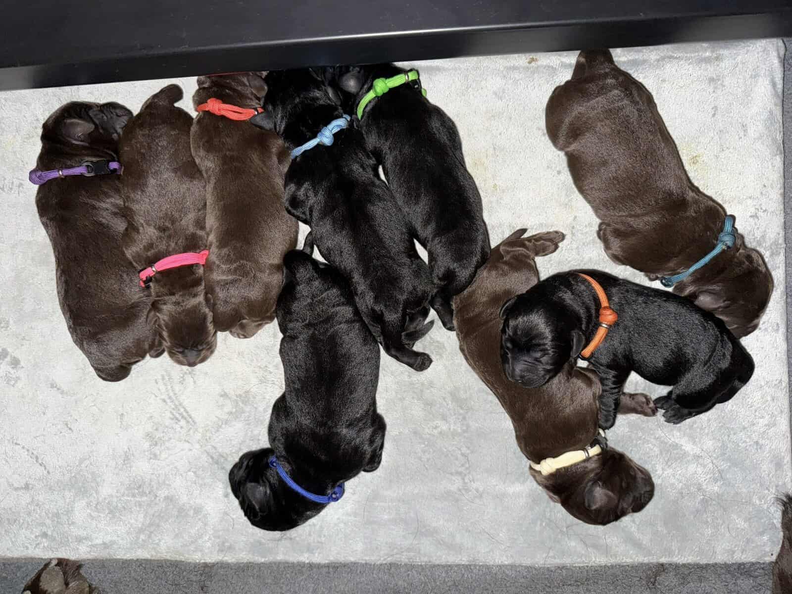 English Lab Puppies For Sale - by Overlook's Oscar